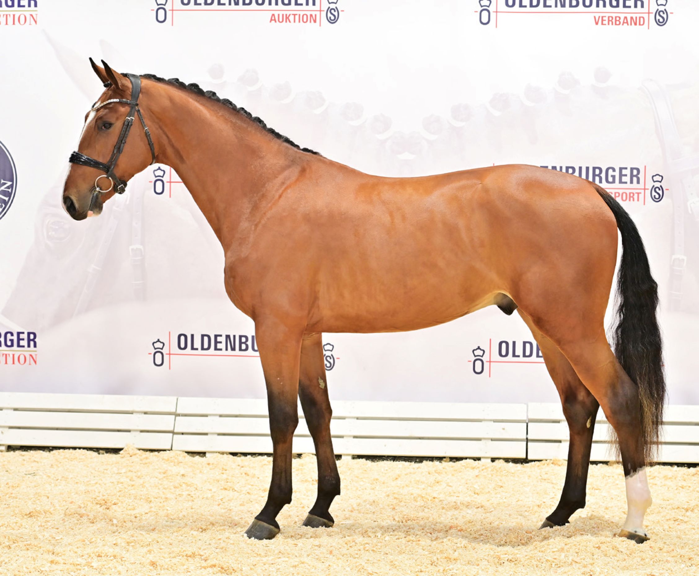 Chacco d'Or Hengststation Dirk Ahlmann